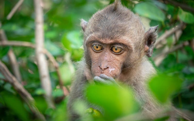 The Behavior of Monkeys Every Day Varies. Stock Photo - Image of ...