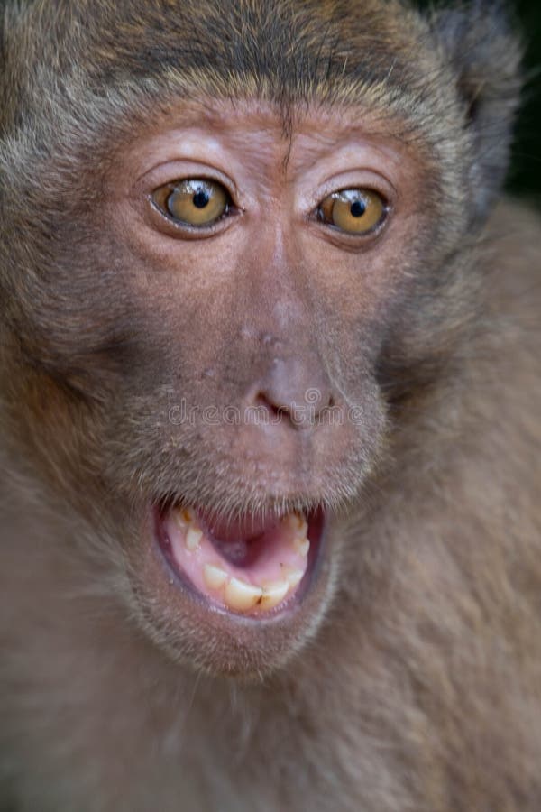 The Behavior of Monkeys Every Day Varies. Stock Image - Image of ...