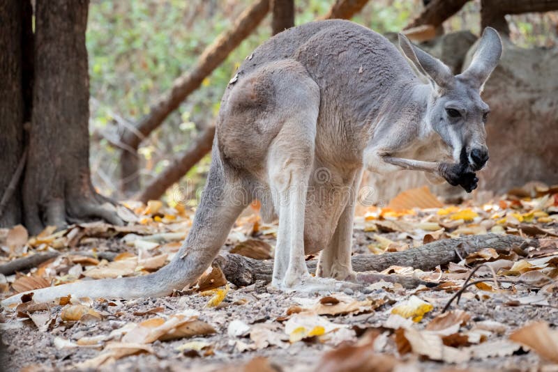 Mother kangaroo stock image. Image of cute, mammal, furry - 163893217