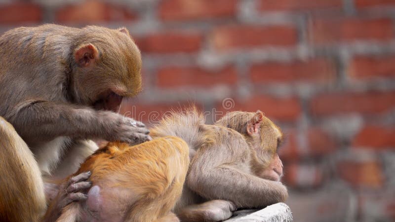 The Act of Finding and Removing Lice of Monkey Stock Video - Video of ...