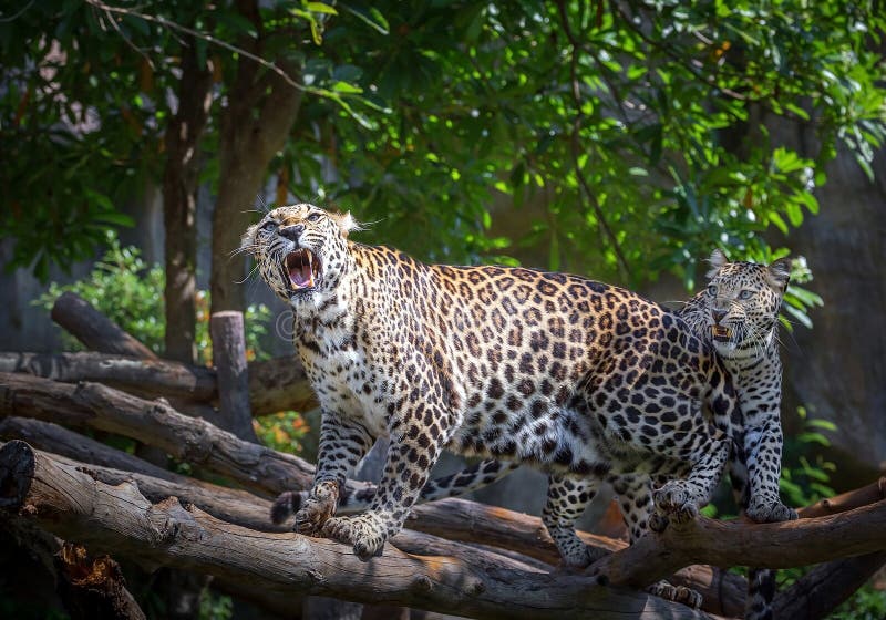 Behavior of a Roaring Leopard. Stock Image - Image of park, panthera ...