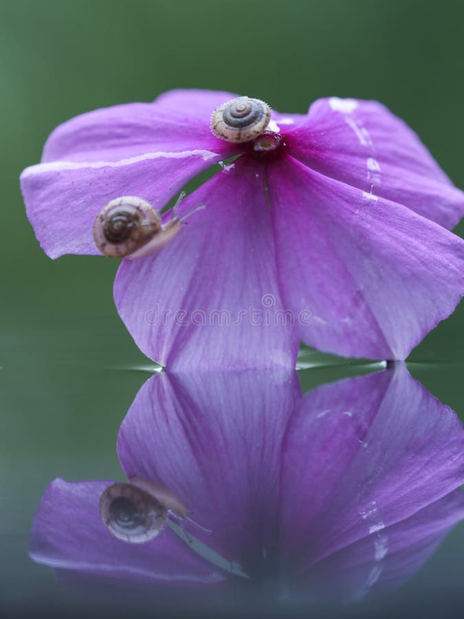 The Behavior of Snails at Purple Power Stock Photo - Image of carrying ...