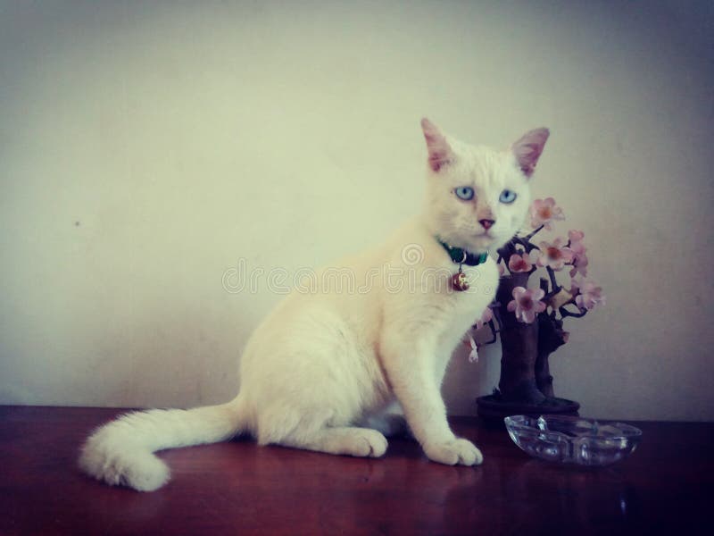 The Behavior of White Cats is Very Adorable Stock Photo - Image of cats ...