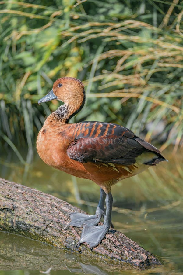 Behavior of Wild African Ducks at a Small Lake Stock Photo - Image of ...