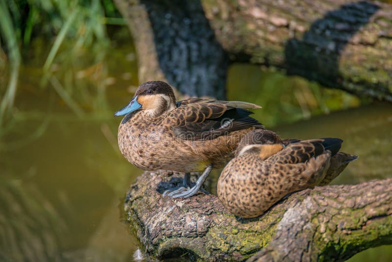 Behavior of Wild African Ducks at a Small Lake Stock Photo - Image of ...