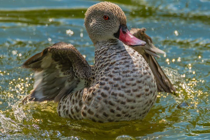 Behavior of Wild Ducks at a Small Lake Stock Image - Image of birds ...