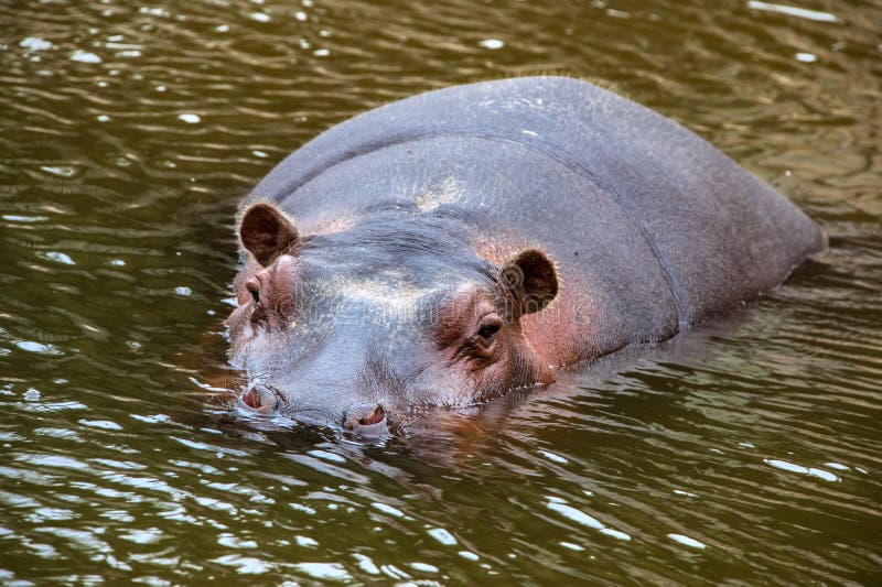 Behemoth. stock photo. Image of park, behemoth, wild - 21635694