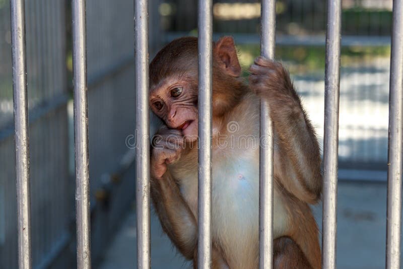 Chimpanzee behind bars stock image. Image of animal, close - 49427119