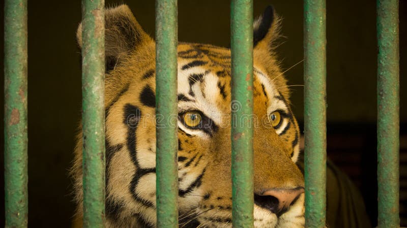 Tiger Behind Bars stock photo. Image of bars, kent, tiger - 95781774