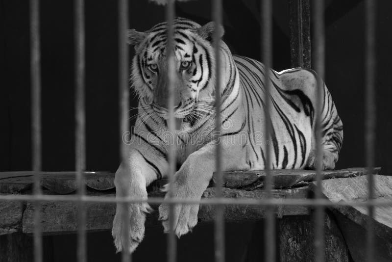 Tiger behind bars stock photo. Image of protection, view - 160391350