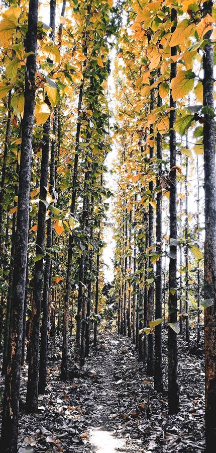 Behind the Beauty of the Tree Looks Serenity and Peace Stock Photo ...