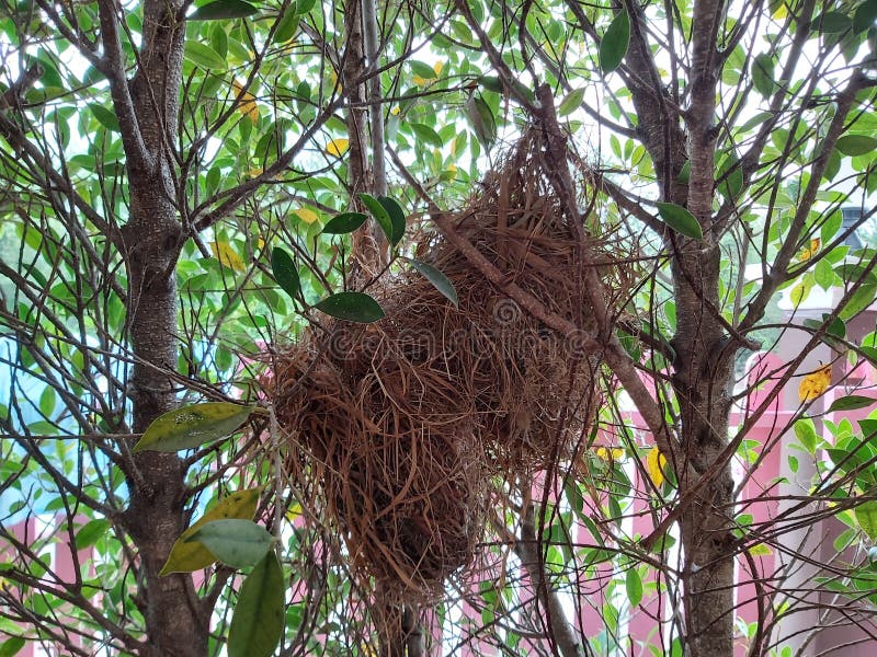 Behind the Birds on the Tree Stock Image - Image of jungle, shrub ...