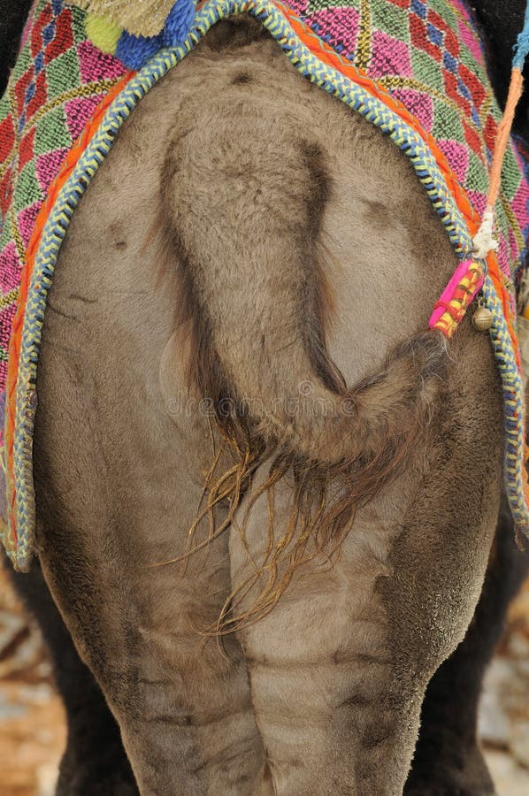 Behind the camel stock image. Image of mammalian, culture - 12373049