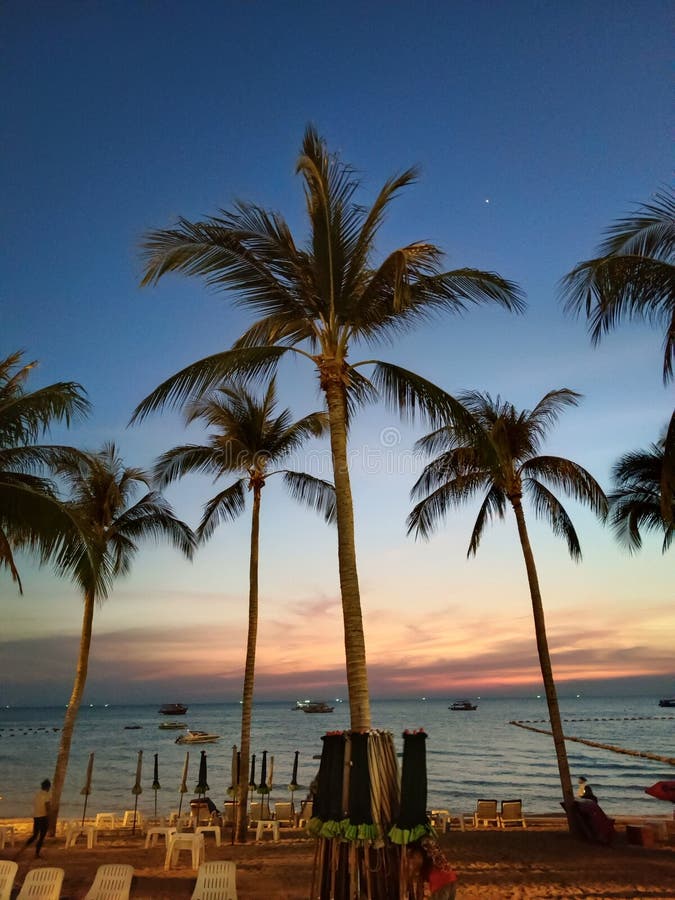 Behind Coconut Tree Will See the Sunset Stock Photo - Image of dusk, sunset: 351868160