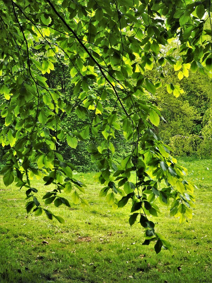 Drooping Beech Tree Branch with Green Spring Leaves Stock Photo - Image ...