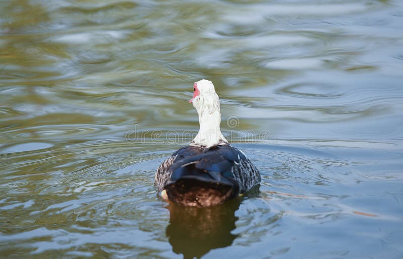 Behind the Duck Pedal Boat in the Sunset. Stock Image - Image of nature ...