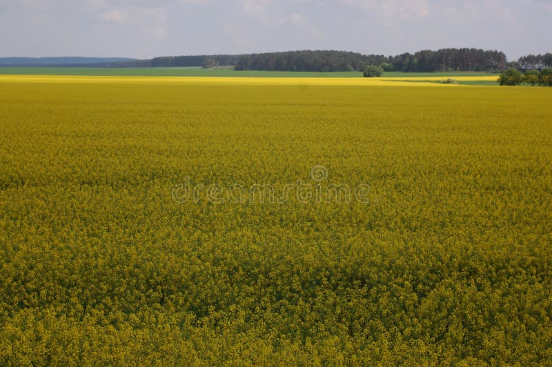 The Yellow Field of Plants is a General Plan. Stock Image - Image of ...