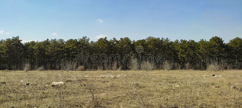 Behind the Field is a Green Pine Forest Stock Photo - Image of ...