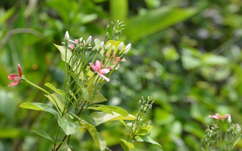 A Bunch of Purple Flowers and Calli on a Green Tree. Stock Image ...