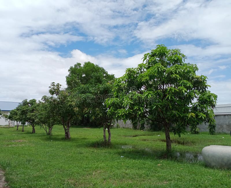 Behind the house stock image. Image of tree, plant, grass - 195718975