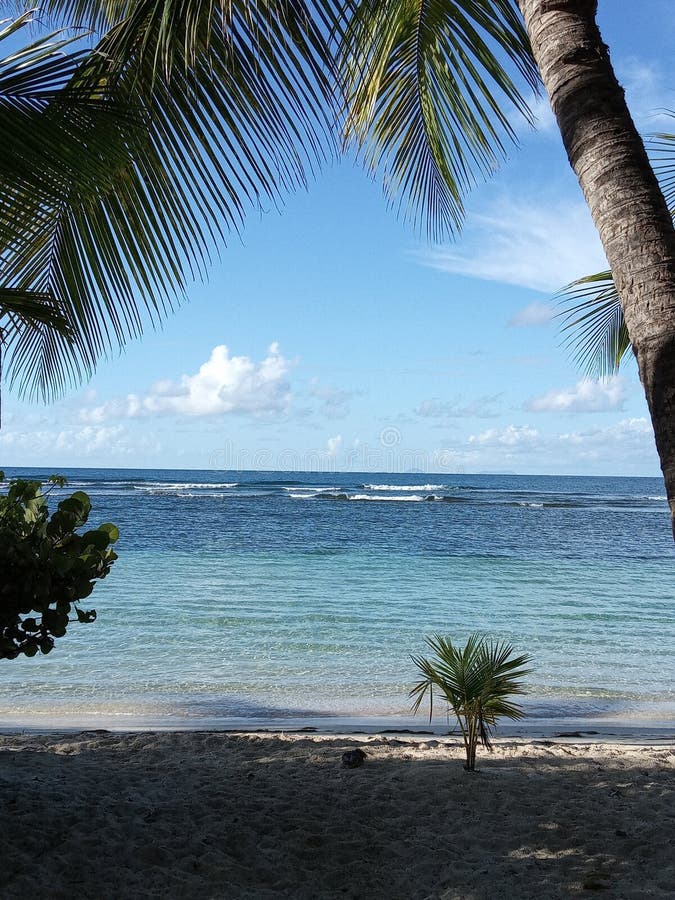 Behind the Palm Trees the Turquoise Sea Stock Image - Image of tree ...