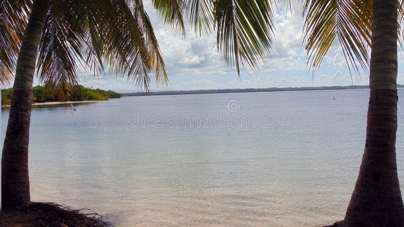 Behind the Palm Trees, the Turquoise Sea Stock Image - Image of trees ...