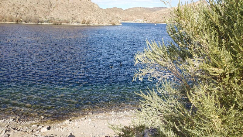 Behind the Plants Picture of Ducks in Colorado River Stock Photo ...