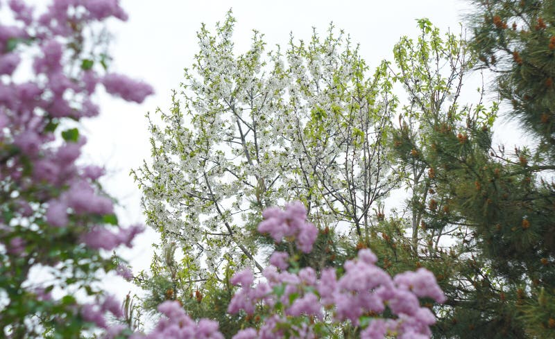 Behind the Siren Flower, Cherry Blossoms Appear Stock Image - Image of ...