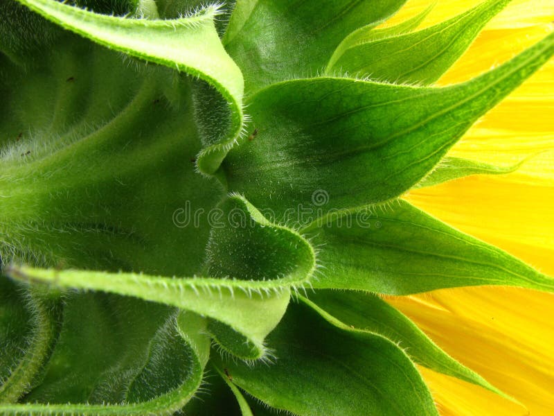 Behind Sunflower stock photo. Image of colour, texture - 3104844