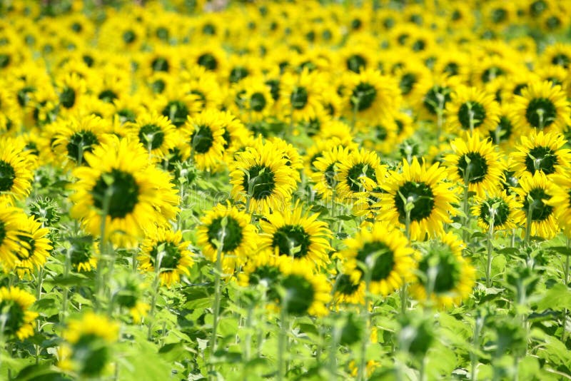Behind sunflower field stock image. Image of field, blossom - 25031123