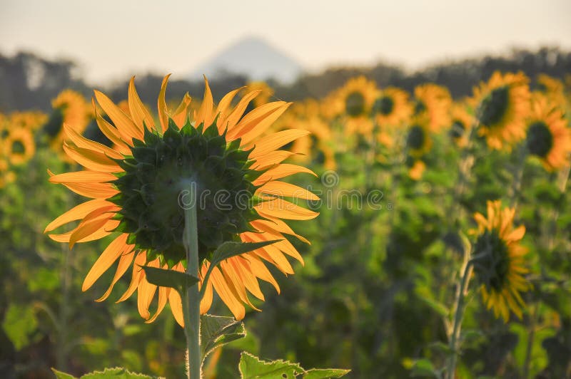 Behind Sunflower stock image. Image of lonely, backlight - 58961683