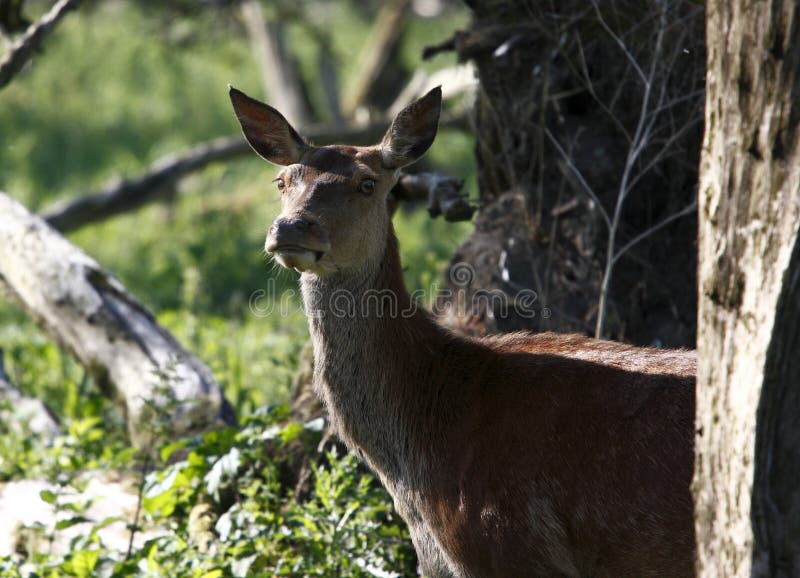 Behind the tree stock photo. Image of deer, baby, mountain - 20400138