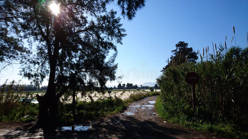 Behind a tree stock image. Image of hiden, tree, blue - 217773341