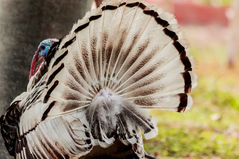 Behind the turkey tail. stock image. Image of agriculture - 110739821