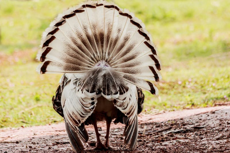 Behind the turkey tail stock photo. Image of birding - 111524336