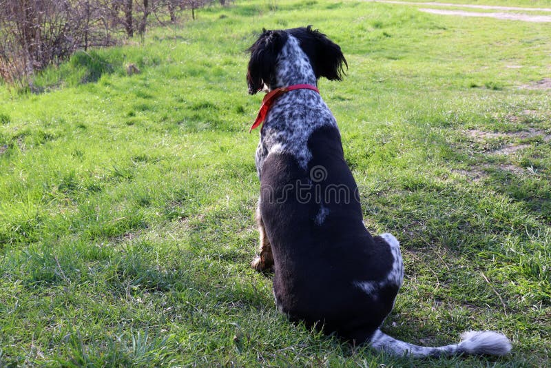 Behind View of a Black and White Spotted Dog Sitting on Grass. Stock ...