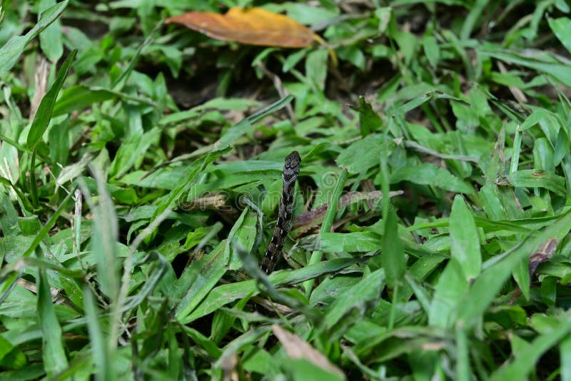 Buff Geico Lizard Stock Photos - Free & Royalty-Free Stock Photos from ...