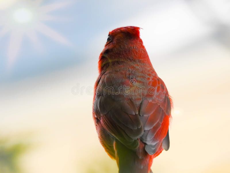 Behind View of Male Red Cardinal Bird Looking at the Sunlight Stock ...