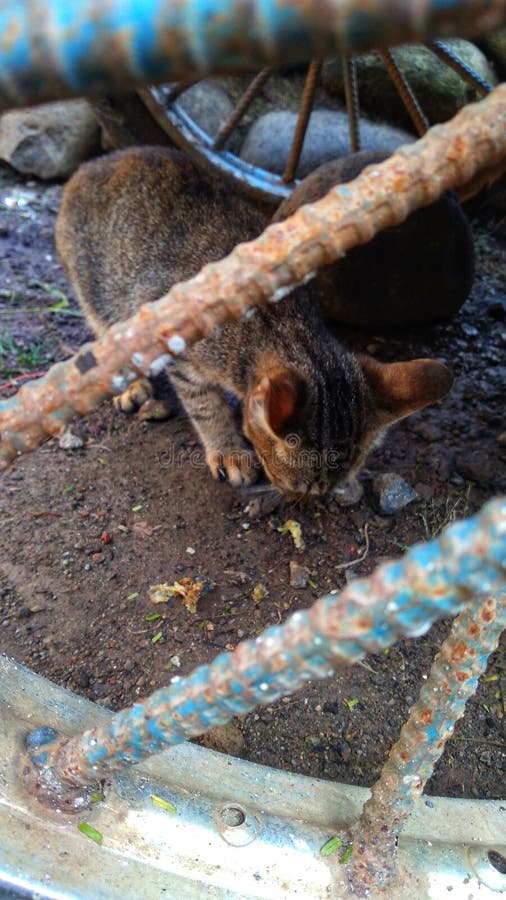 Behind the Wheel is a Cat Eating Stock Photo - Image of wheel, eating ...