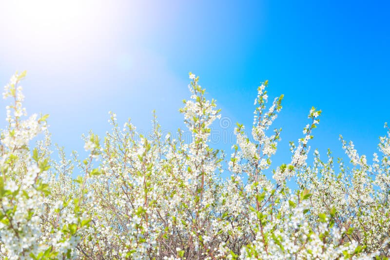 Bei Alberi E Cielo Blu Del Fiore Di Ciliegia Fotografia Stock ...