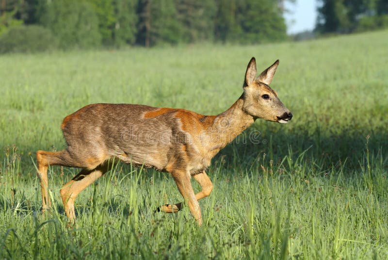 Bei caprioli fotografia stock. Immagine di animale, pascolo - 31259428