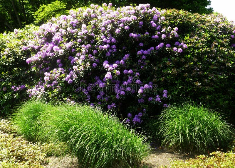 Bei Cespugli Del Fiore Del Rododendro in Un Giardino Immagine Stock ...