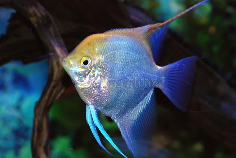 Bello pesce immagine stock. Immagine di sceneggiature - 3814511