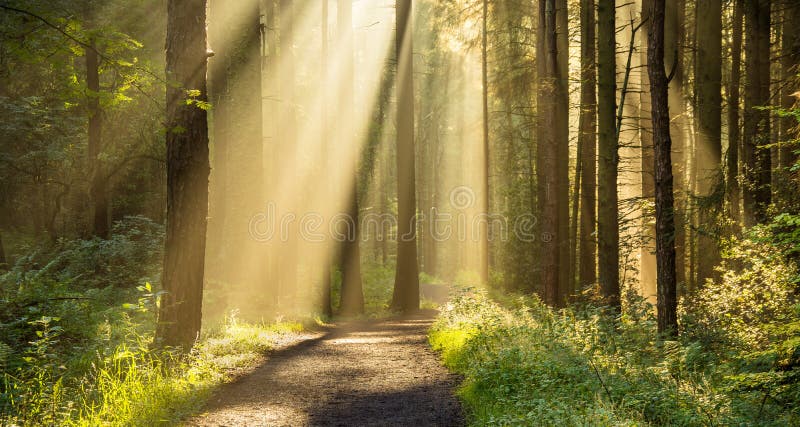 Bei Raggi Di Luce in Foresta Fotografia Stock - Immagine di lussare ...