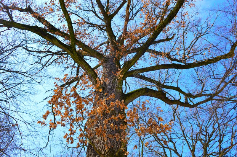 Bei rami di vecchio albero immagine stock. Immagine di colorato - 114938711