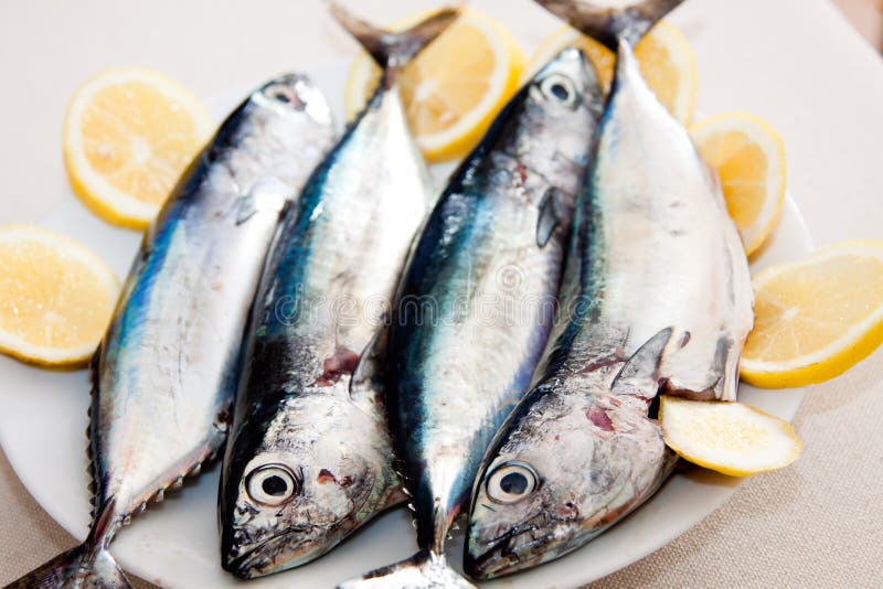 Scombri Mediterranei Freschi Orizzontali Immagine Stock - Immagine di ...