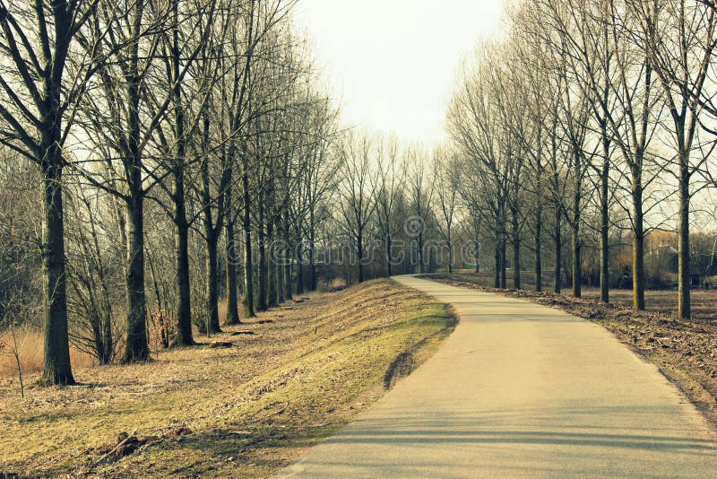 Bei strada ed alberi immagine stock. Immagine di vicolo - 51034719