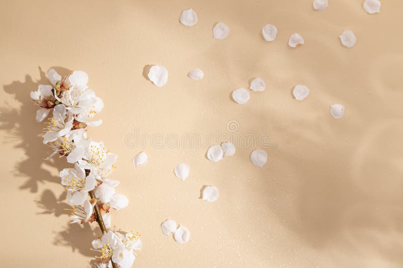 Beige Background with Spring Twig, Petals and Water Drops. Spring ...