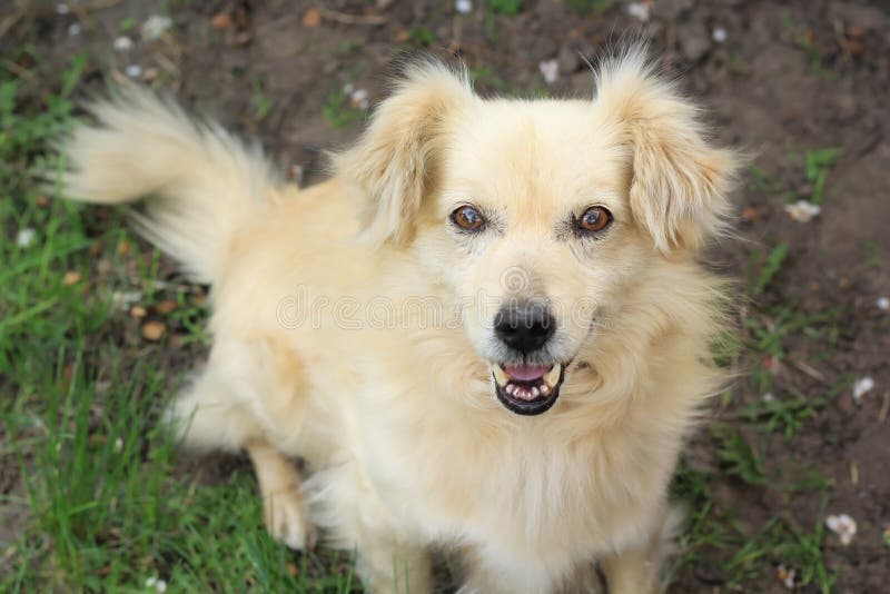 De Droevige Beige Hond-bastaard Op Een Leiband is Close-up, Selectieve ...