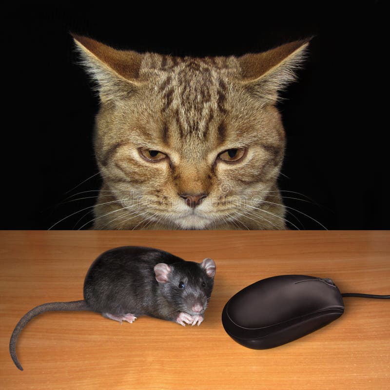 346 Rat Computer Mouse Stock Photos - Free & Royalty-Free Stock Photos ...